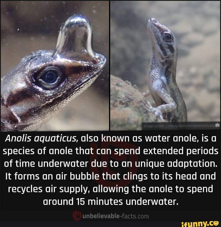 Credit: Anolis aquaticus, also known as water anole, is a species of ...