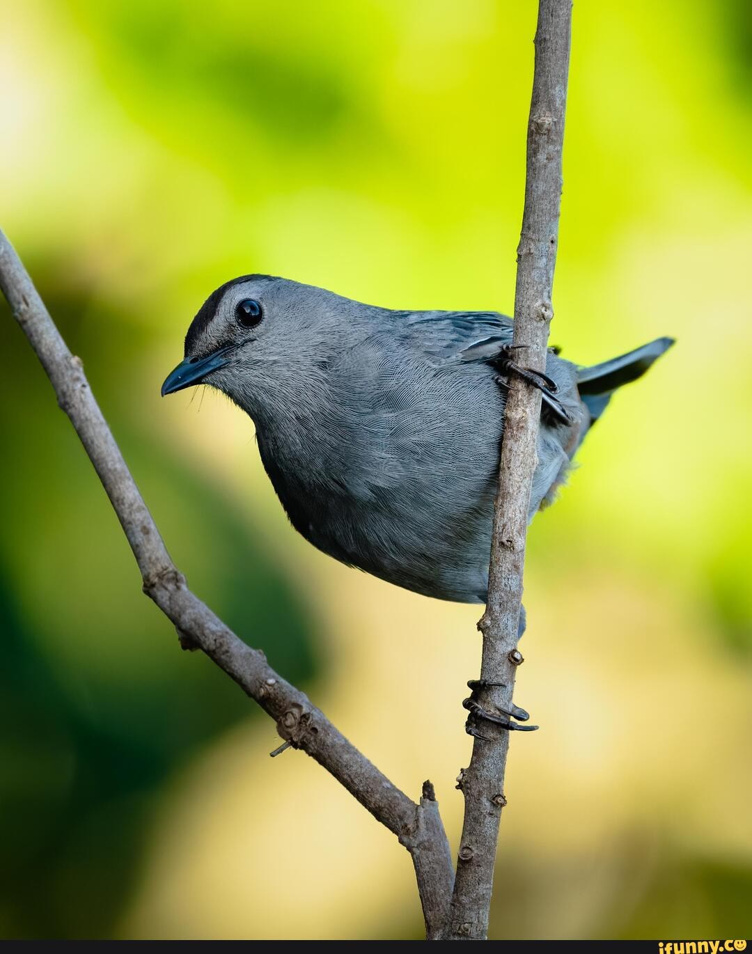 Catbird memes. Best Collection of funny Catbird pictures on iFunny