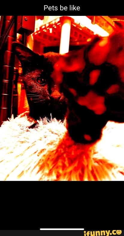 Cwispy memes. Best Collection of funny Cwispy pictures on iFunny