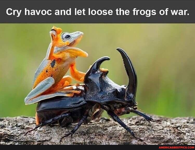 Cry havoc and let loose the frogs of war. - America’s best pics and videos