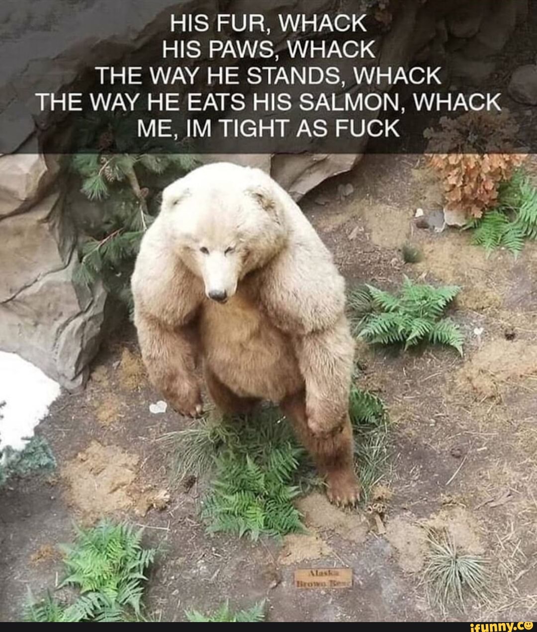 HIS FUR, WHACK HIS PAWS, WHACK THE WAY HE STANDS, WHACK THE WAY HE EATS ...