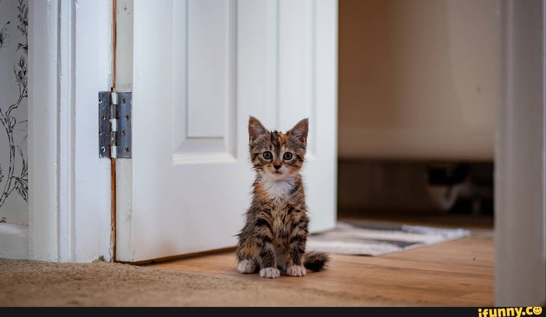 Undecided memes. Best Collection of funny Undecided pictures on iFunny