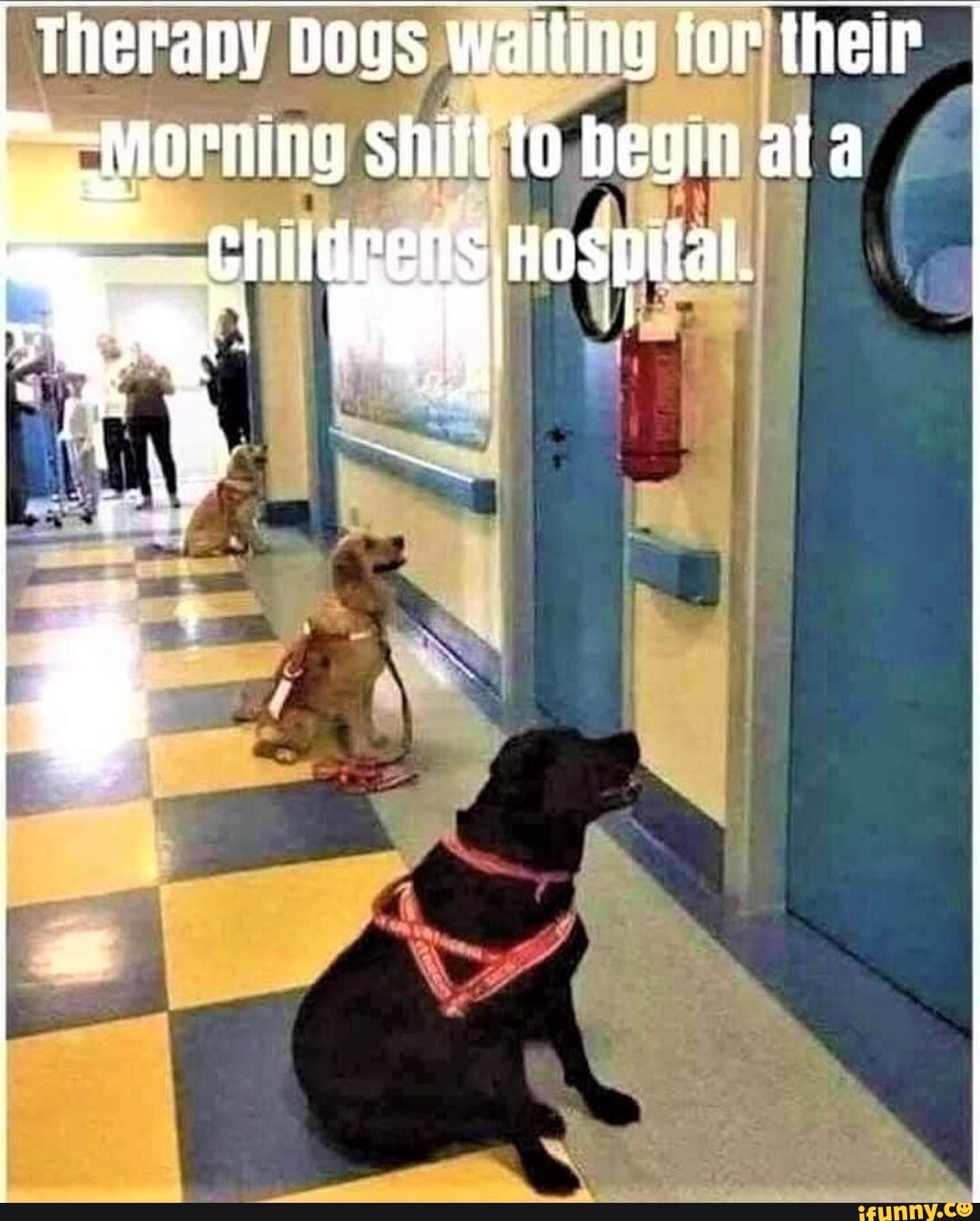 Therapy Dogs wailing for their Morning shifl to begin ata - bet ...