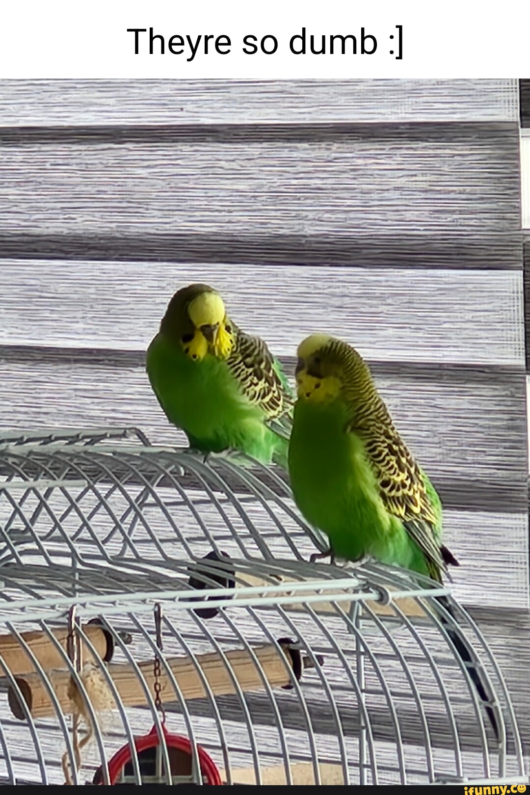 Funny Budgie Memes