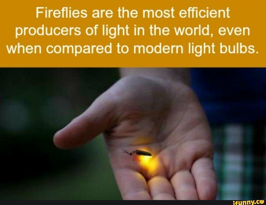 Fireflies memes. Best Collection of funny Fireflies pictures on iFunny