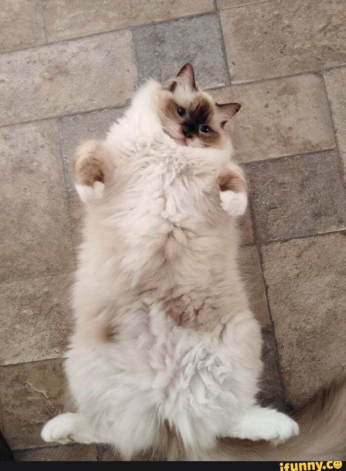 Ragdoll memes. Best Collection of funny Ragdoll pictures on iFunny