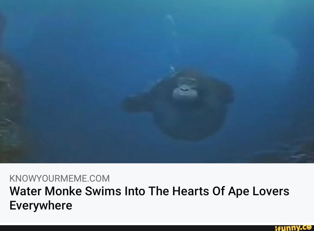 Water Monke Swims Into The Hearts Of Ape Lovers Everywhere - iFunny