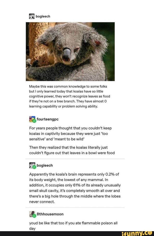 But I only learned today that koalas have so little cognitive power ...