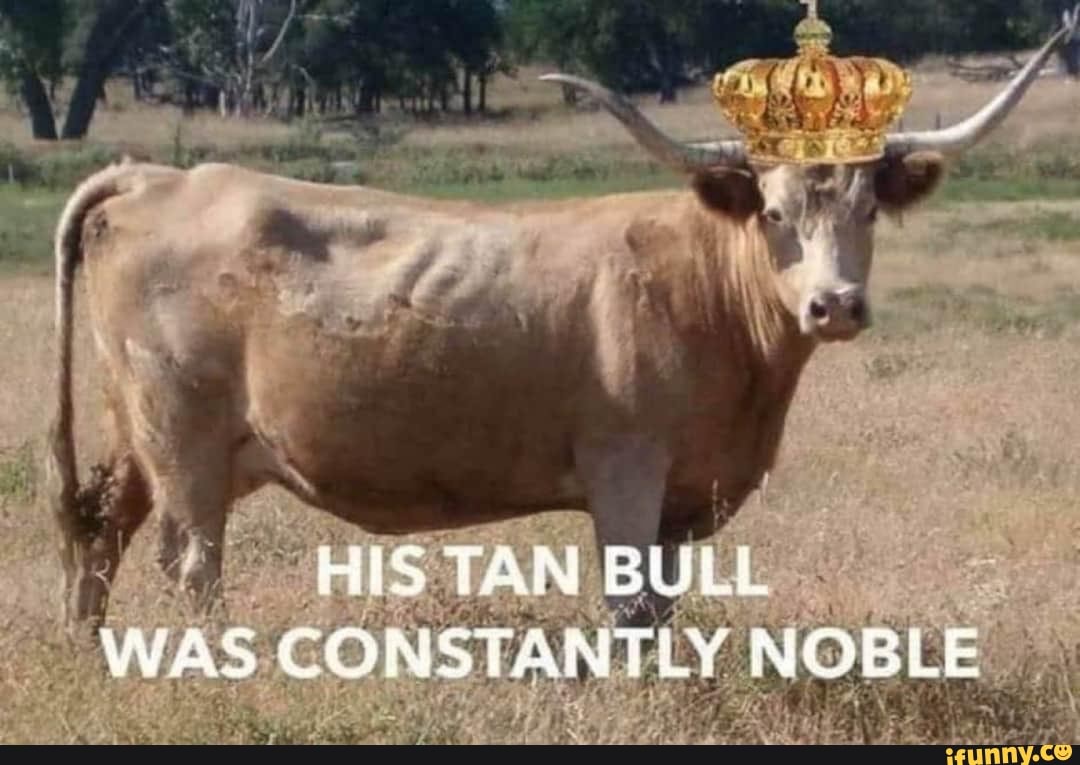 HIS TAN BULL WAS CONSTANTLY NOBLE - iFunny