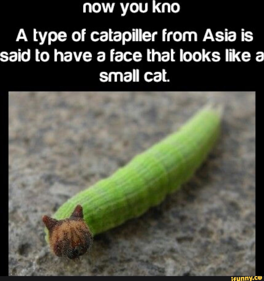 Catapiller memes. Best Collection of funny Catapiller pictures on iFunny