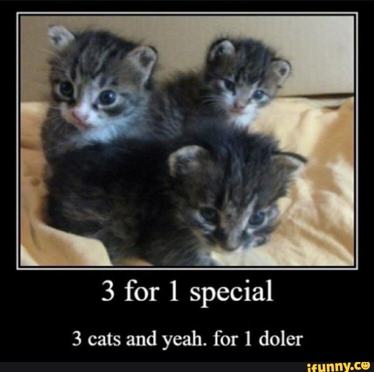 3 for 1 special 3 cats and yeah. for 1 doler - iFunny