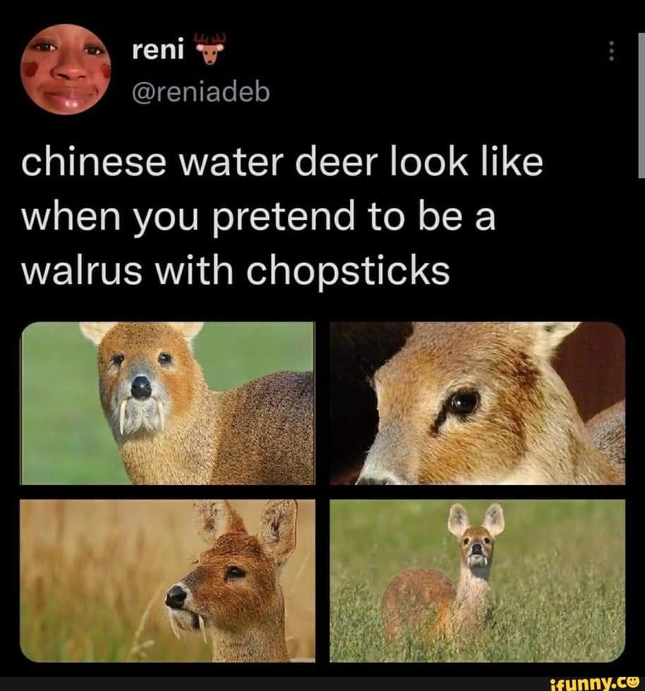 Chinese water deer look like when you pretend to be a walrus with ...