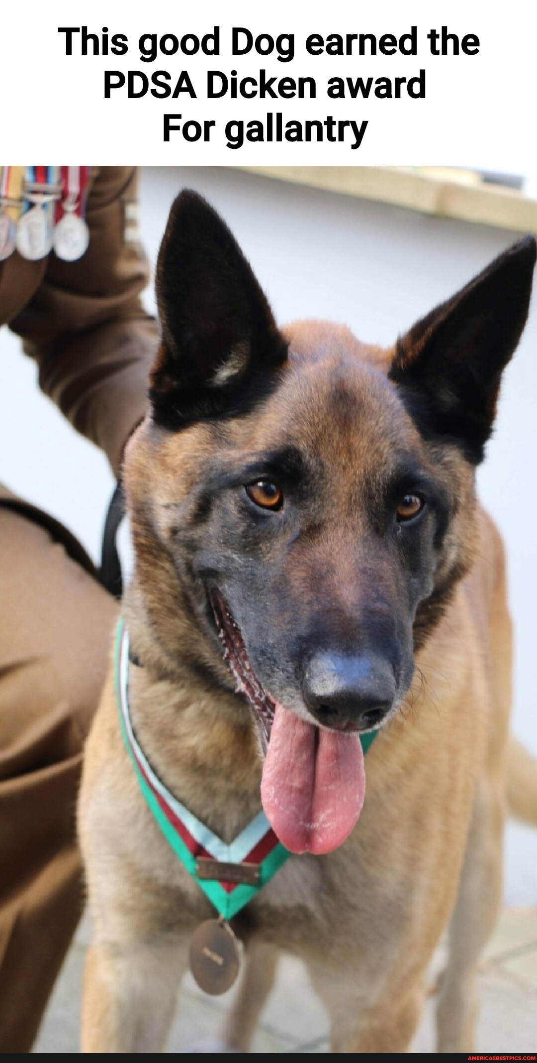 This good Dog earned the PDSA Dicken award For gallantry - America’s ...