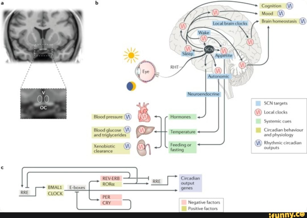 Cognition @O--- @ ( Brain homeostasis (V\) RHT SCN targets Locat clocks ...