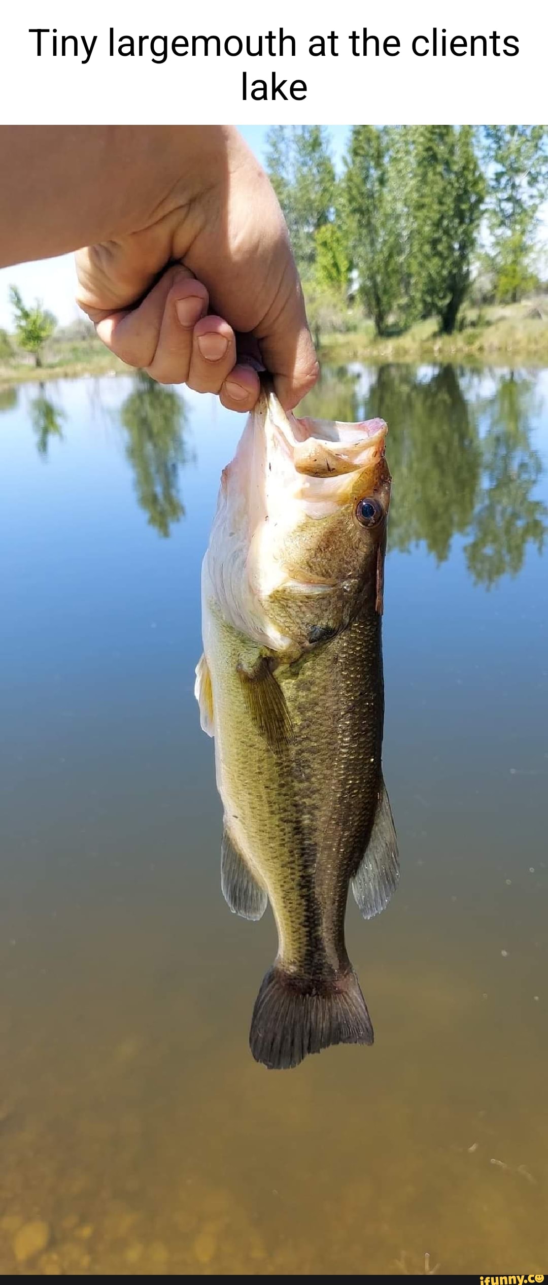 Largemouth memes. Best Collection of funny Largemouth pictures on iFunny