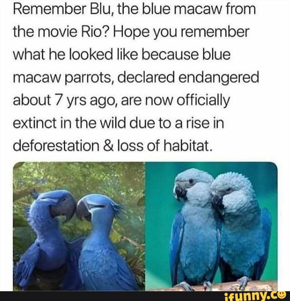 Remember Blu, the blue macaw from the movie Rio? Hope you remember what ...