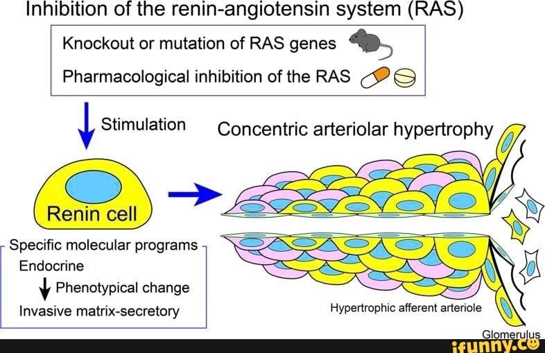 Inhibition of the renin-angiotensin system (RAS) Knockout or mutation ...