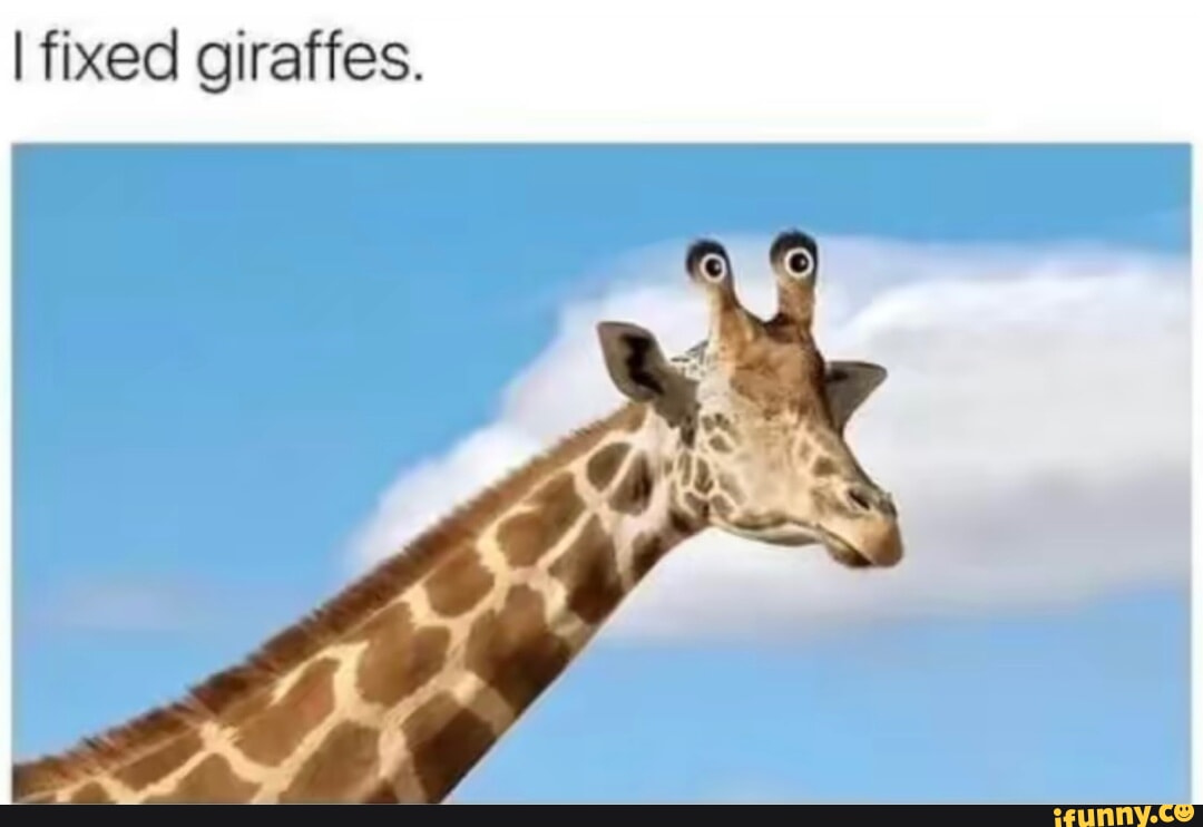 Giraffes memes. Best Collection of funny Giraffes pictures on iFunny