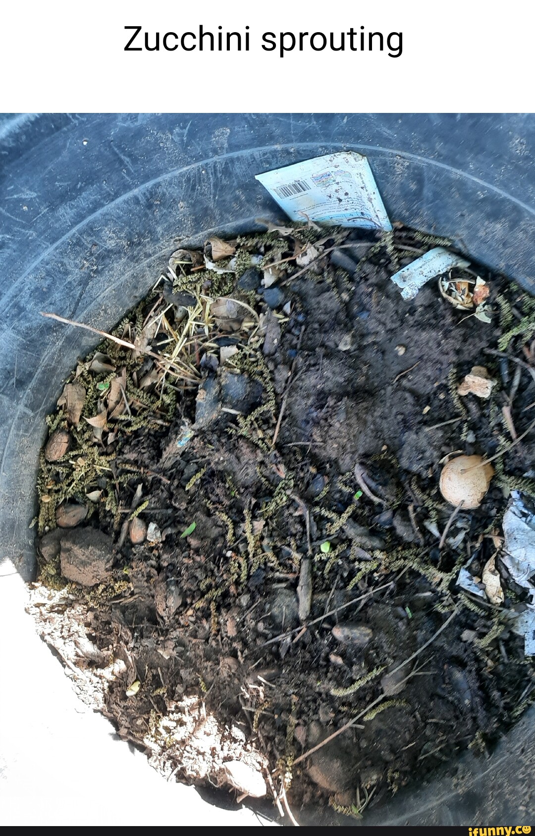 Zucchini memes. Best Collection of funny Zucchini pictures on iFunny