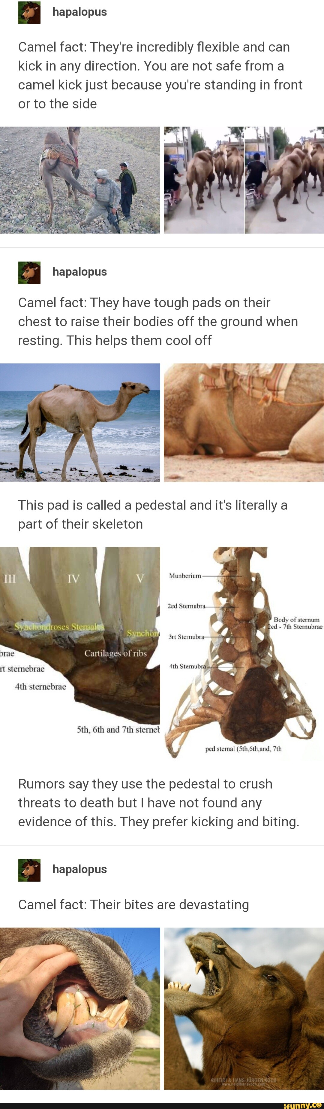 / RAVEN PROVOKES TWO CATS - iFunny