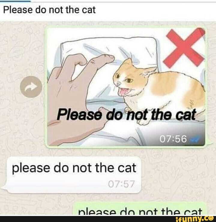 Please do not the cat please do not the cat - iFunny
