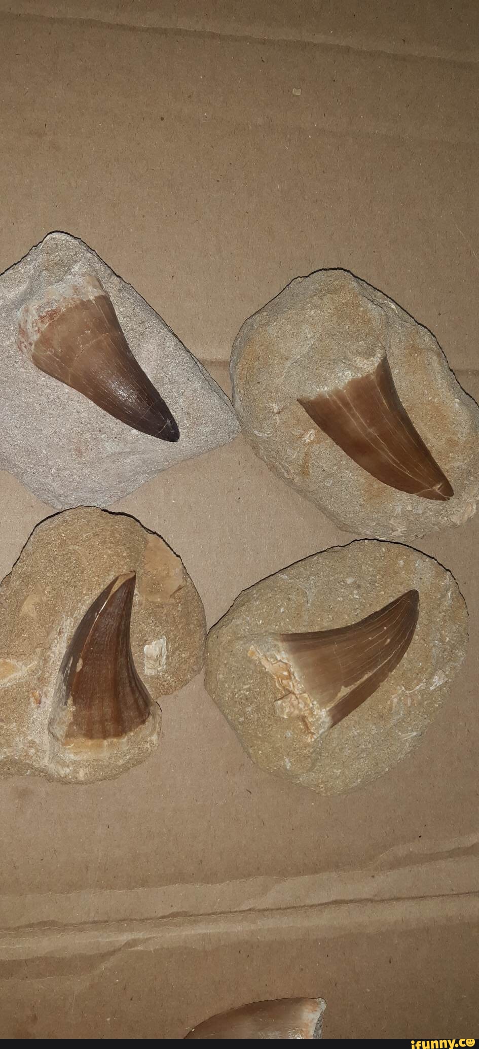 Mosasaur memes. Best Collection of funny Mosasaur pictures on iFunny