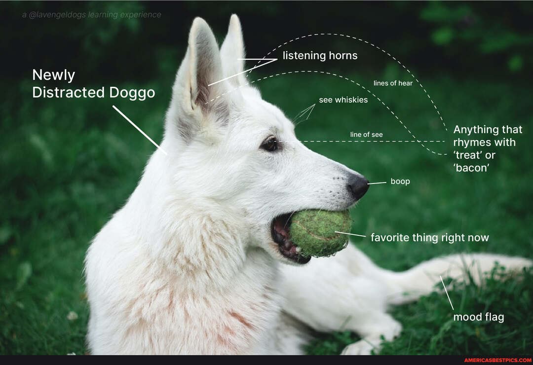 One of our highly educational dograms (diagram + dog) of a newly ...
