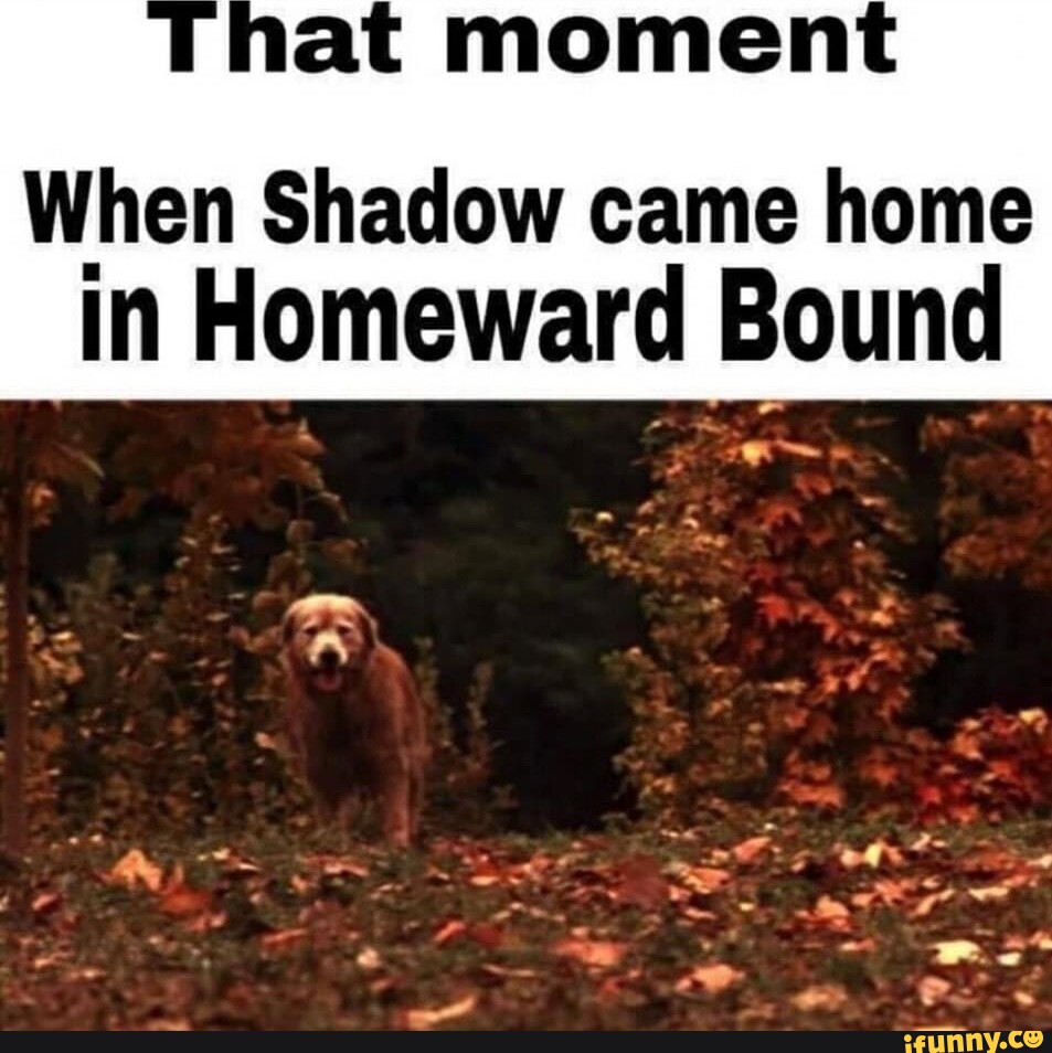 At moment When Shadow came home in Homeward Bound - iFunny