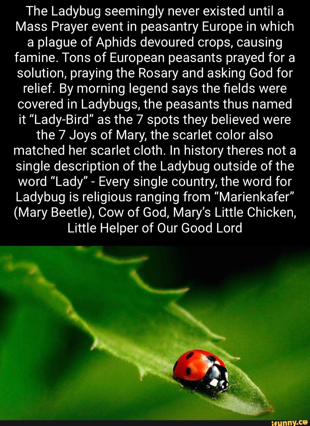 The Ladybug seemingly never existed until a Mass Prayer event in ...