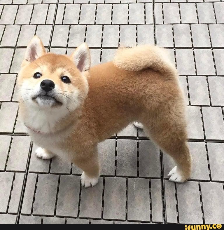 Hrmph memes. Best Collection of funny Hrmph pictures on iFunny