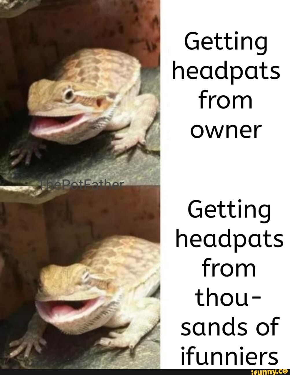 I Getting I headpats from owner Getting headpats from thou- sands of ...