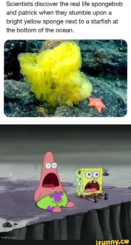 Scientists discover the real life spongebob and patrick when they ...