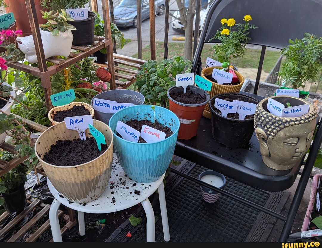 Patio memes. Best Collection of funny Patio pictures on iFunny