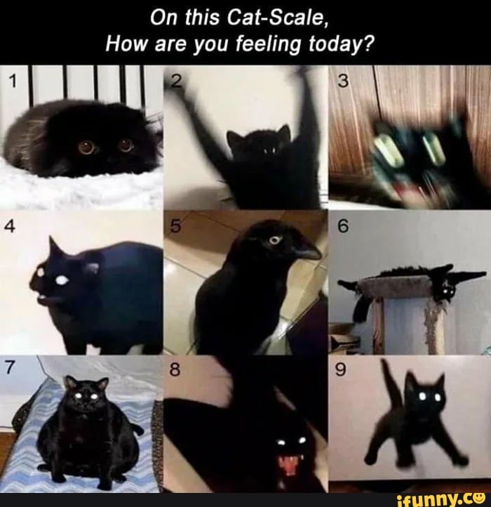 On this Cat-Scale, How are you feeling today? - iFunny