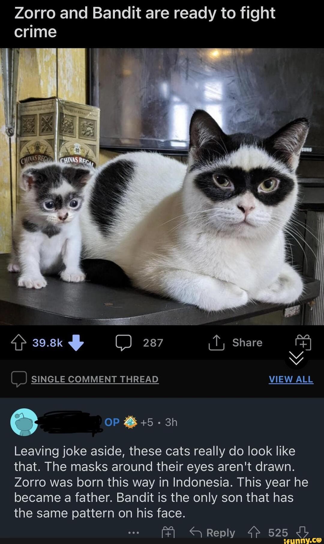 OP lying through their teeth. - Zorro and Bandit are ready to fight ...