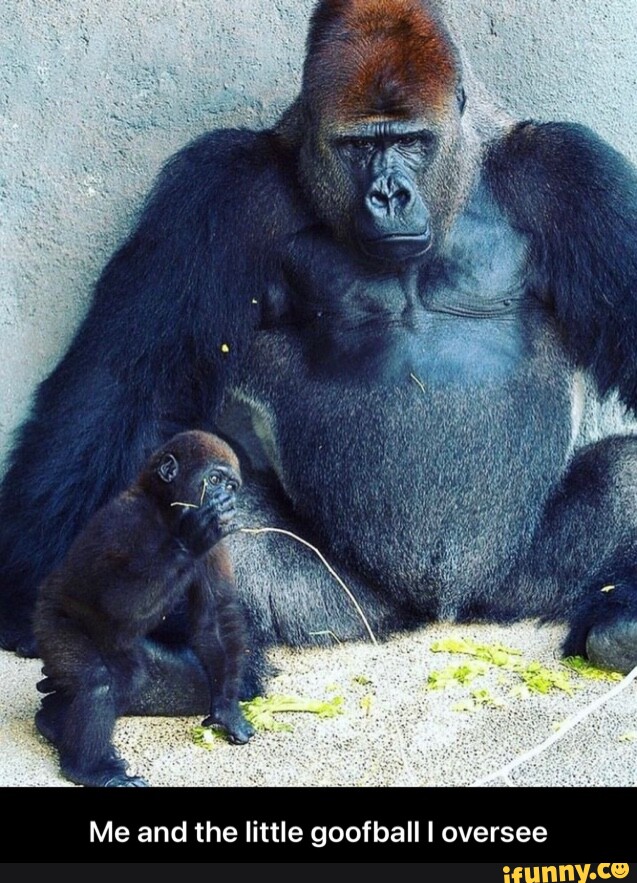 Goofball memes. Best Collection of funny Goofball pictures on iFunny