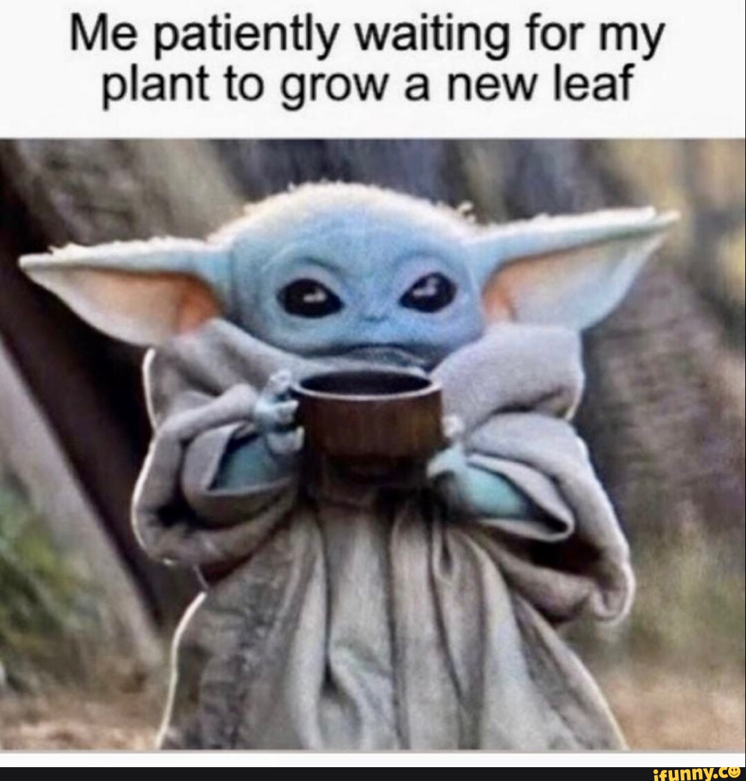 Me patiently waiting for my plant to grow a new leaf - iFunny