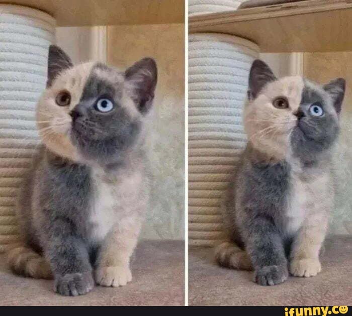 Half_and_half memes. Best Collection of funny Half_and_half pictures on ...