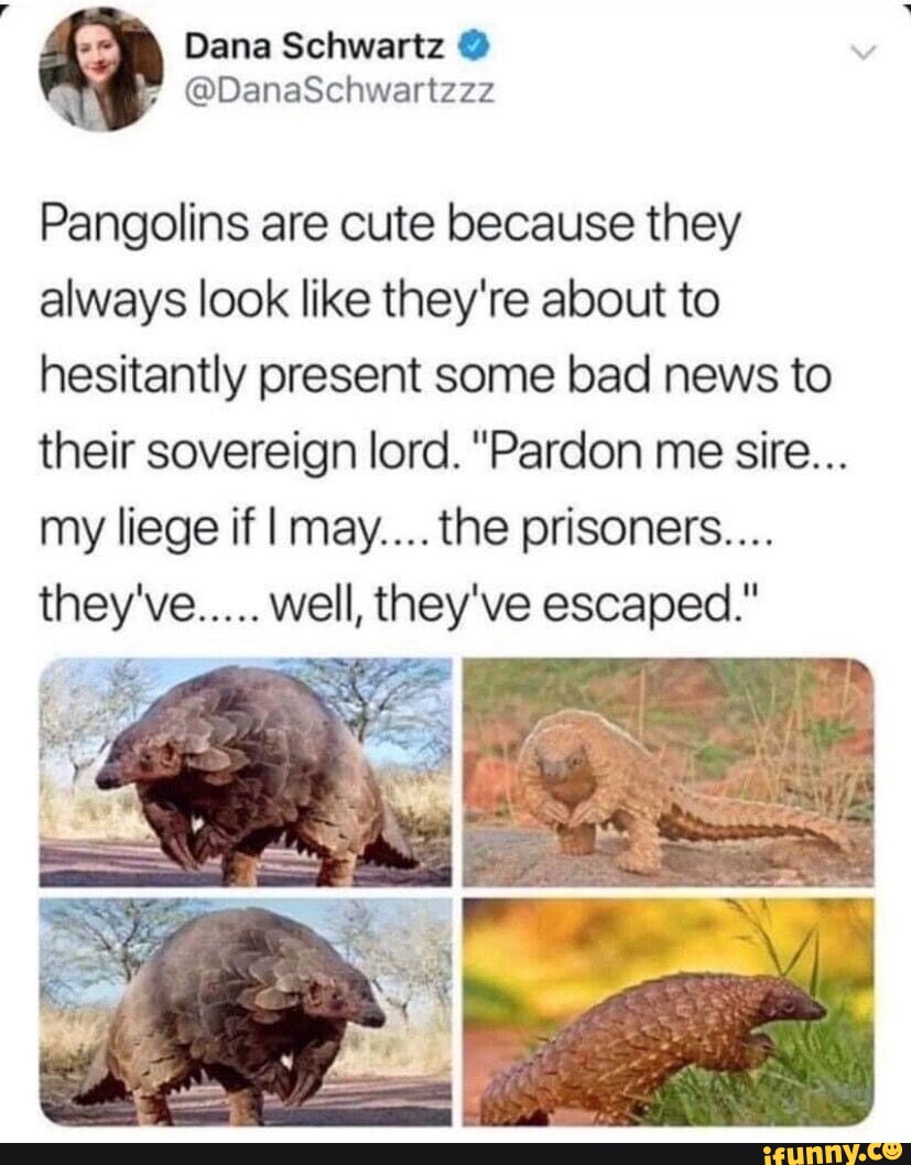 Id Dana Schwartz @ \RODET ES Tei vara Pangolins are cute because they ...