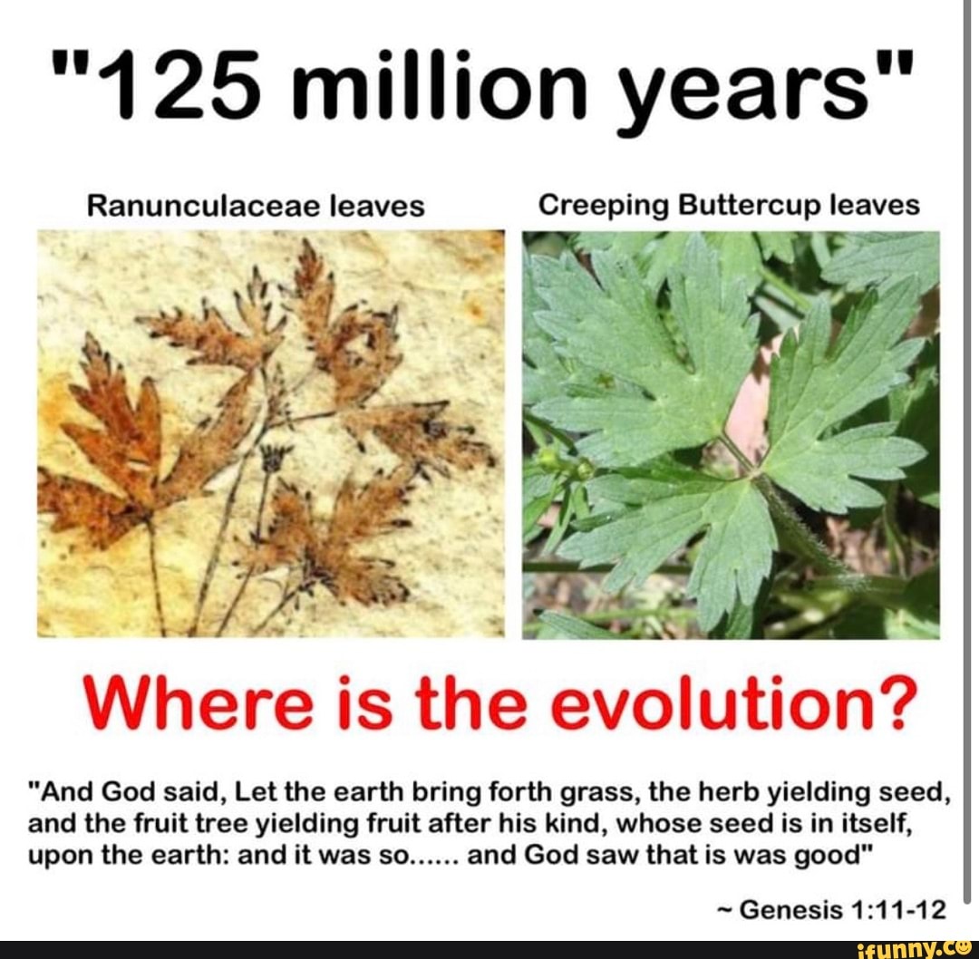 "425 million years" Creeping Buttercup leaves We Ranunculaceae leaves ...