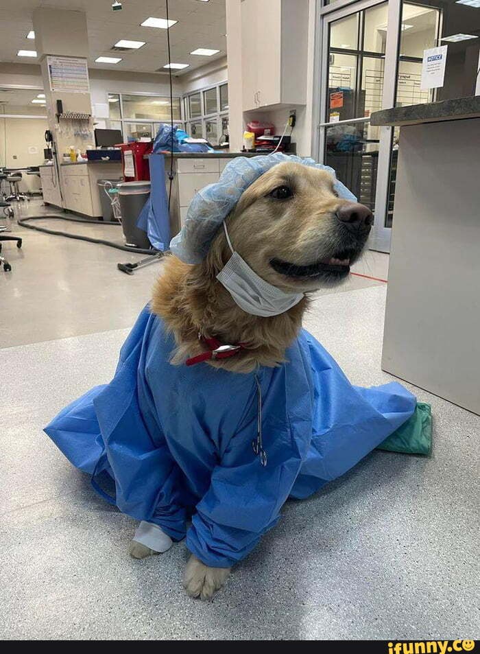Dogtor memes. Best Collection of funny Dogtor pictures on iFunny