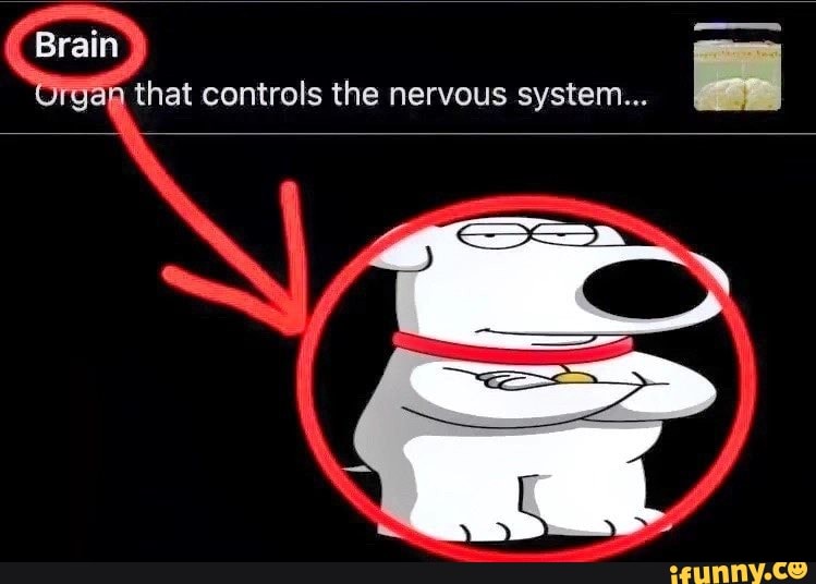 Brain Organ that controls the nervous system... - iFunny