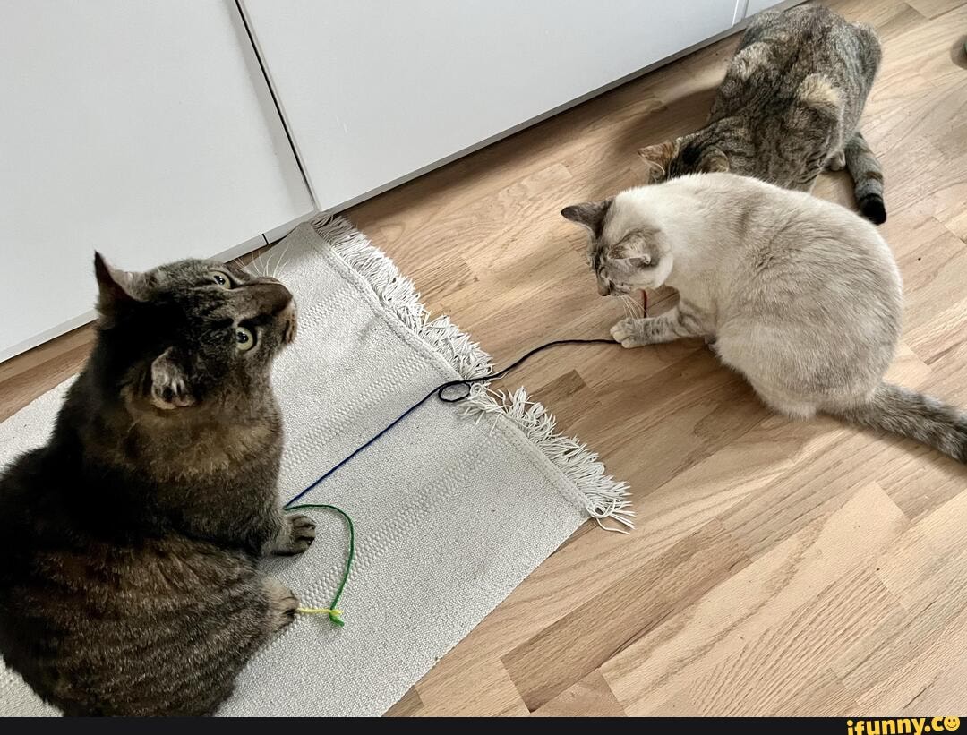 Aspca memes. Best Collection of funny Aspca pictures on iFunny