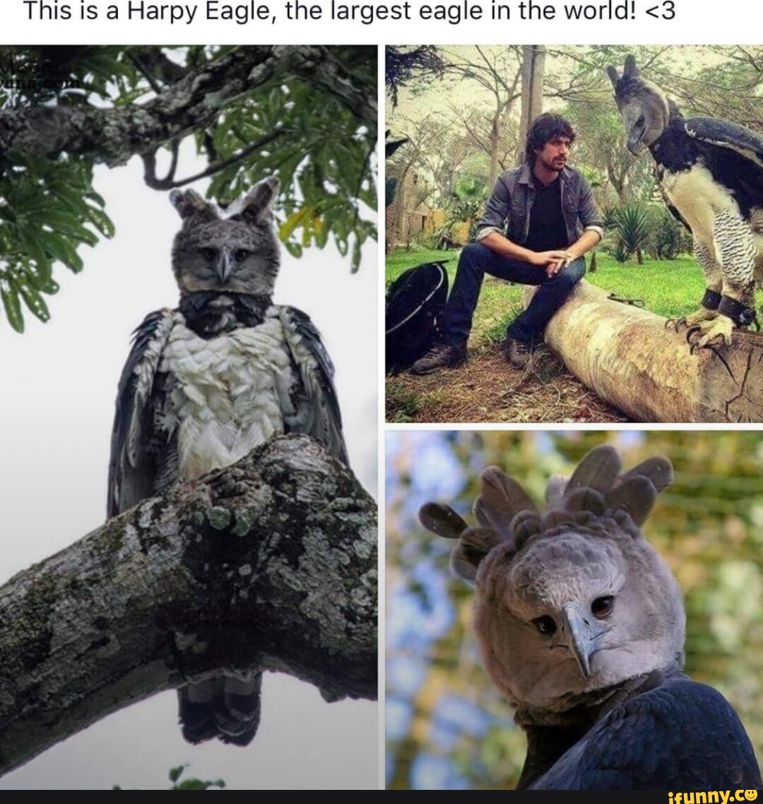 Harpy memes. Best Collection of funny Harpy pictures on iFunny