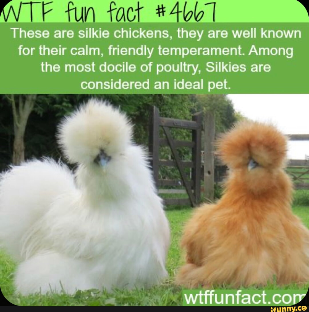 Silkies memes. Best Collection of funny Silkies pictures on iFunny
