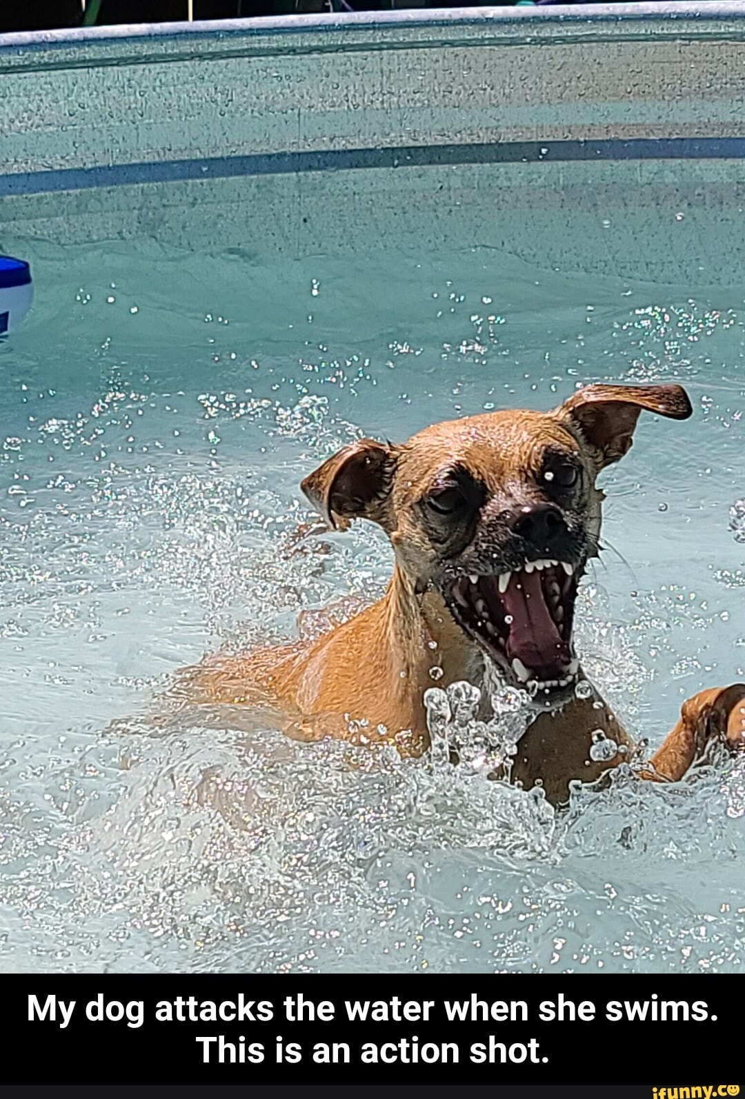 Why Does My Dog Attack Water