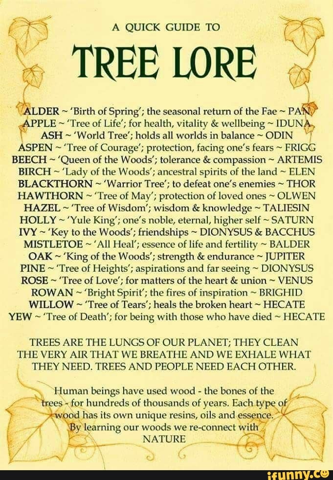 A QUICK GUIDE TO TREE LORE) ALDER 'Birth of Spring'; the seasonal ...