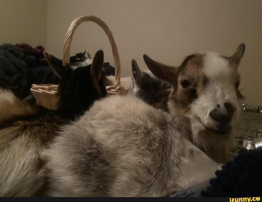 Emotional_support_animal memes. Best Collection of funny Emotional ...