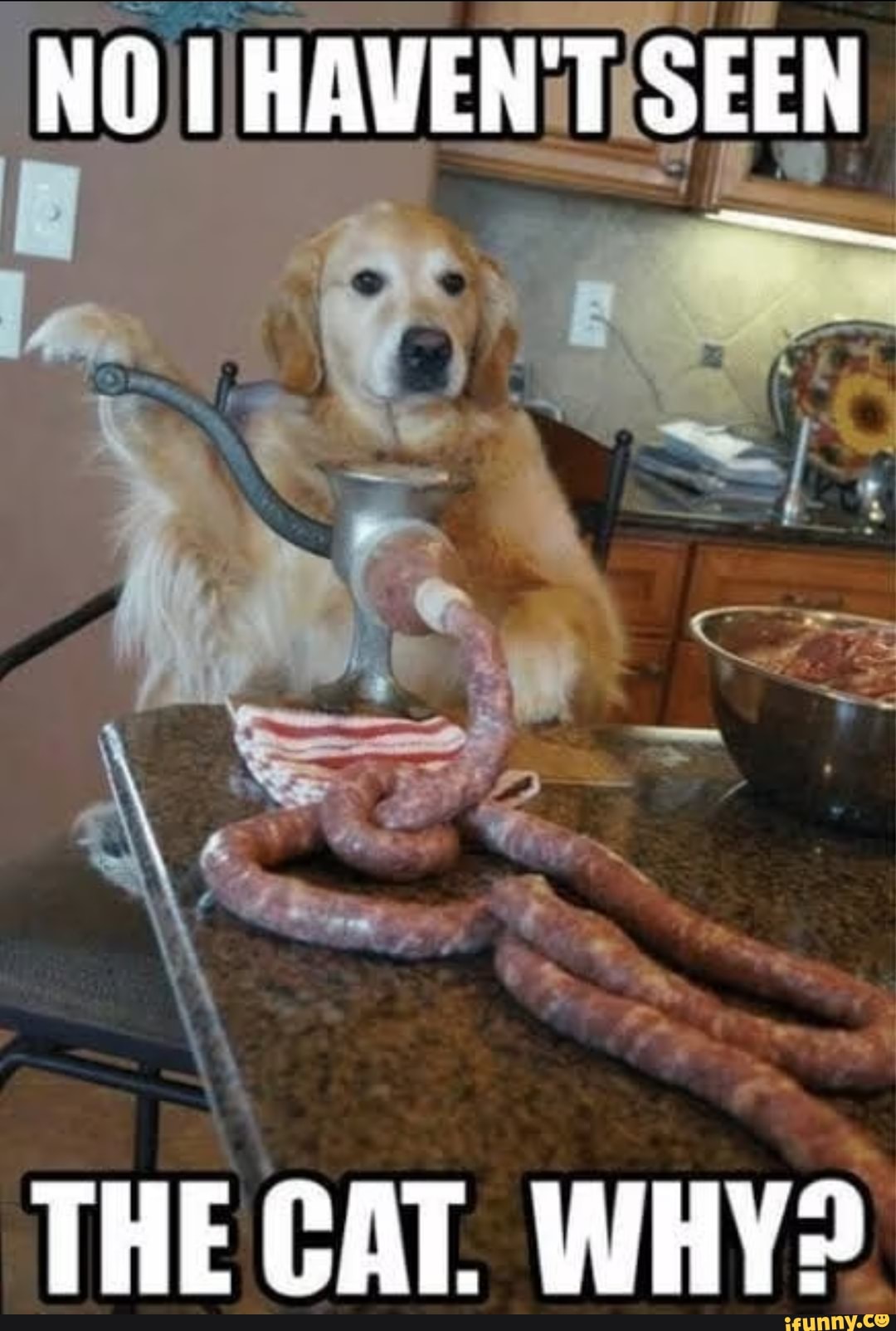 NO HAWEN'T SEEN THE CAT. WHY? - iFunny