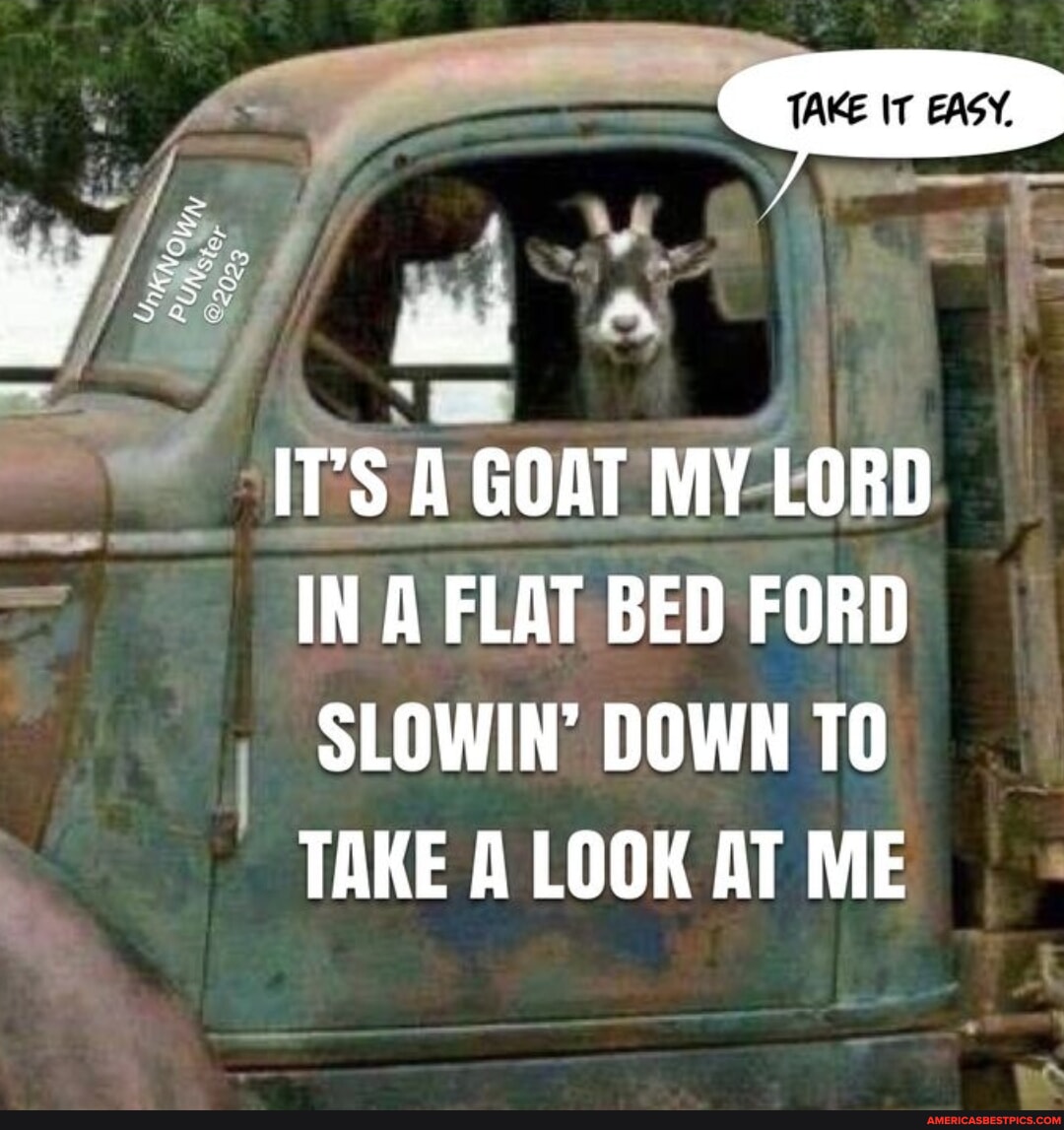 IT'S A GOAT MY LORD IN A FLAT BED FORD SLOWIN' DOWN TO TAKE A LOOK AT ...